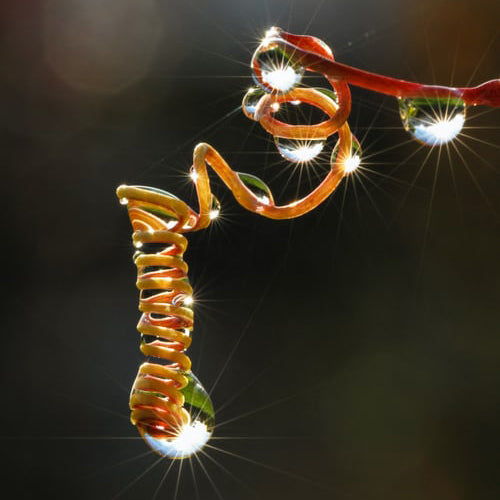 Macro Photography Tutorial for Beginners – Foxbackdrop